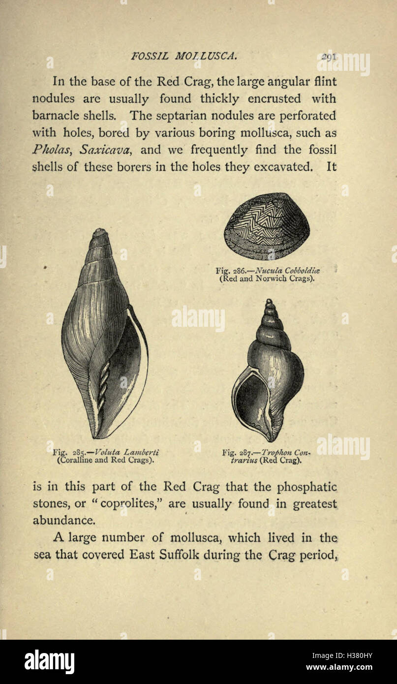 This guide provides an overview of common British fossils, offering ...