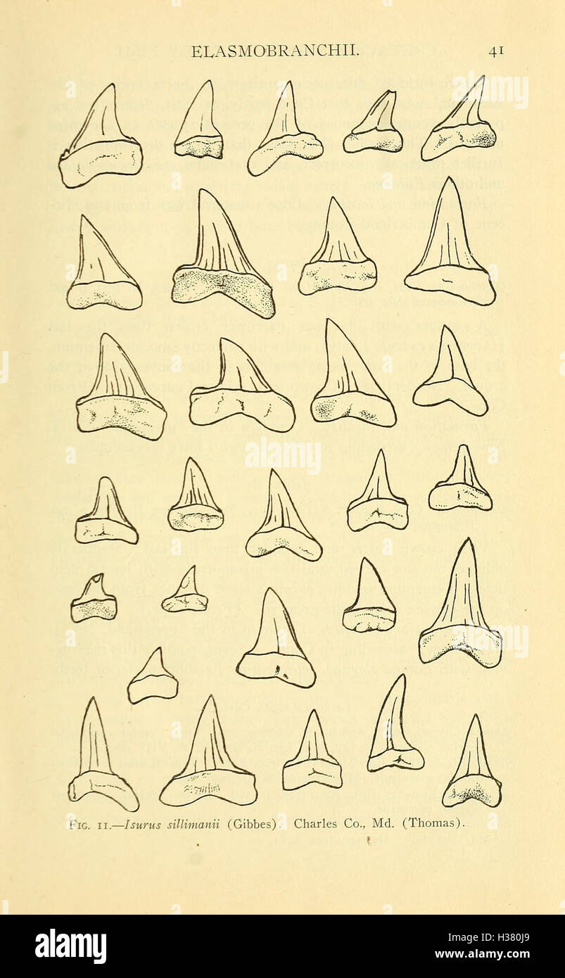 A description of the fossil fish remains of the Cretaceous, Eocene and ...