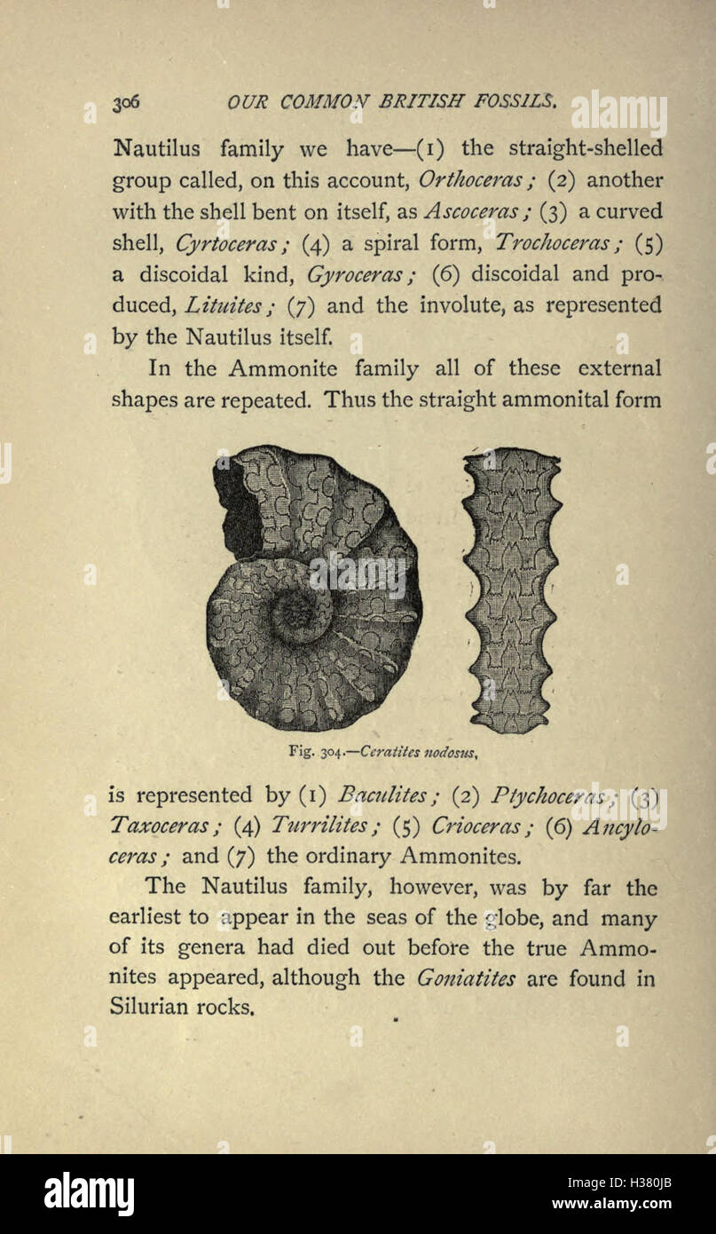 Our common British fossils and where to find them (Page 306) BHL221 Stock Photo - Alamy