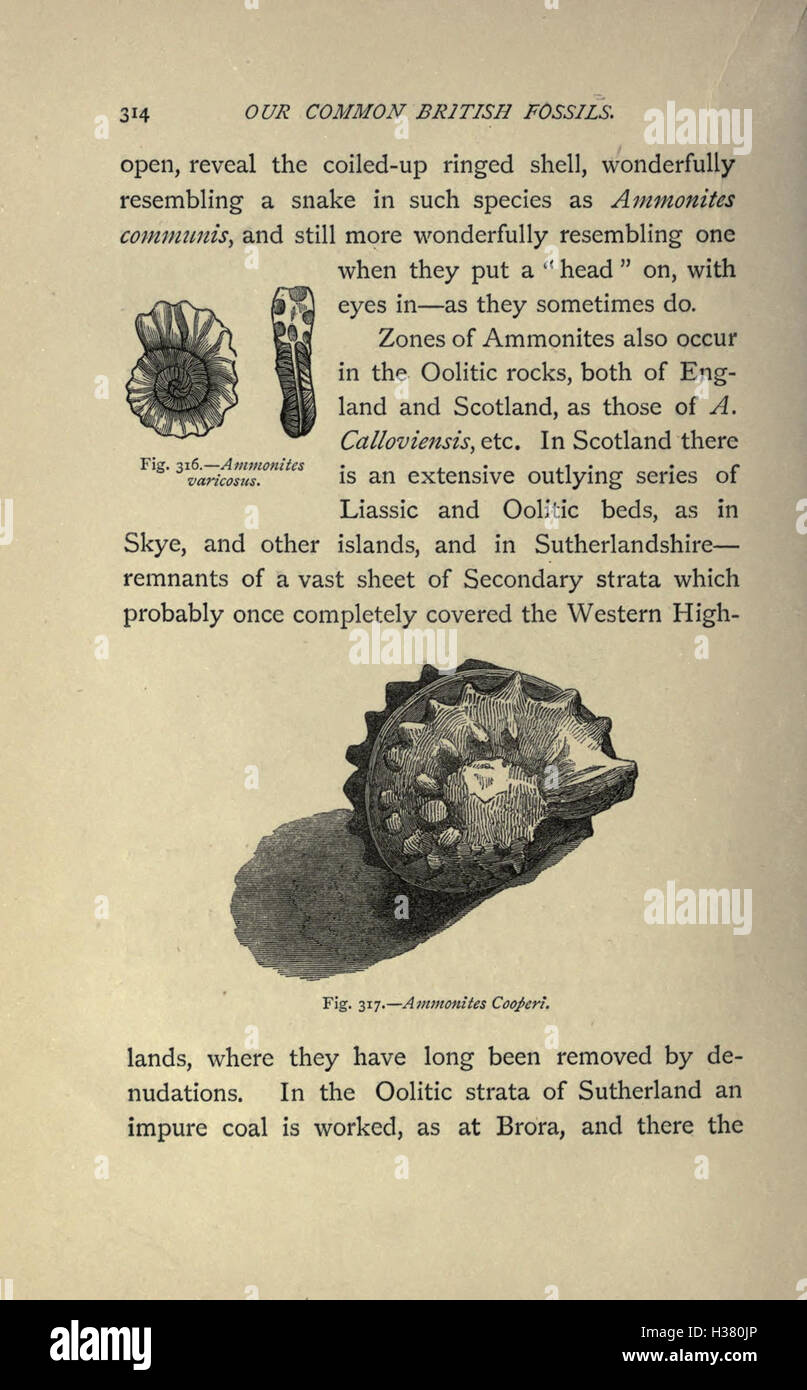 This guide provides detailed information on common British fossils ...