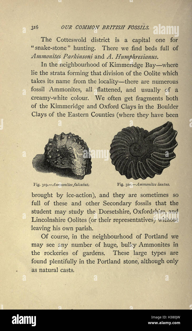 This guide provides an overview of common British fossils, detailing ...