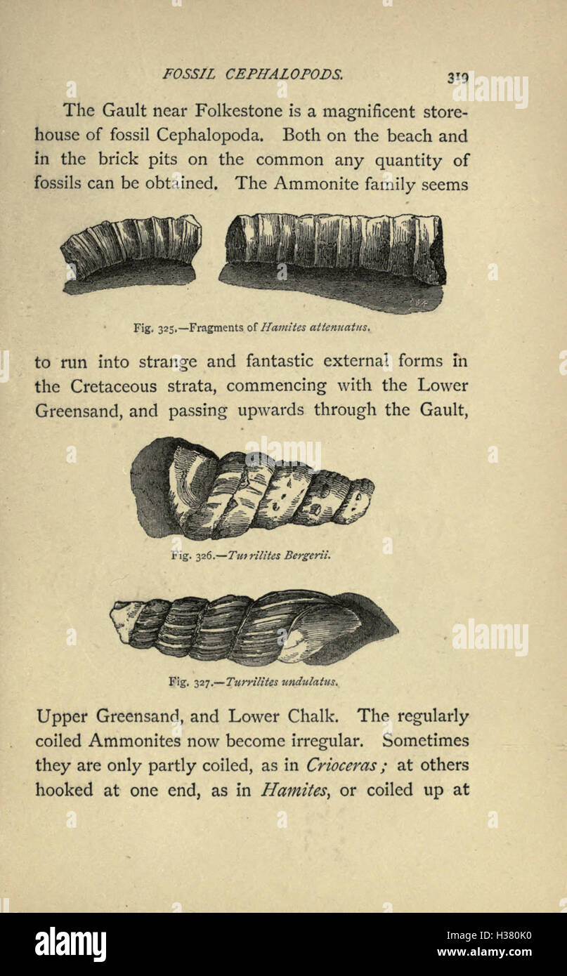This guide provides information on common British fossils, their ...