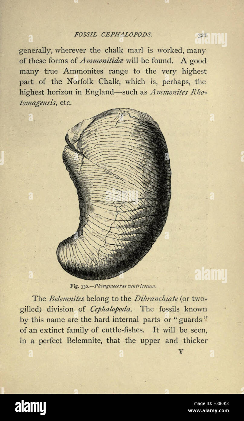 This guide explores the common fossils found in Britain, detailing ...