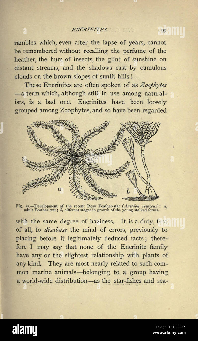 This work identifies common British fossils and provides information on ...