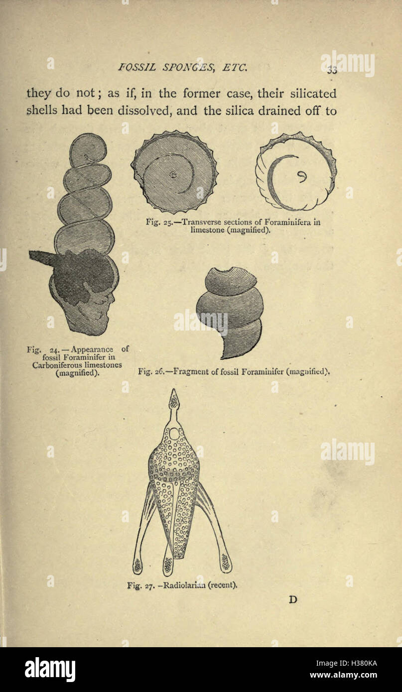 This work provides an overview of common British fossils, with details ...