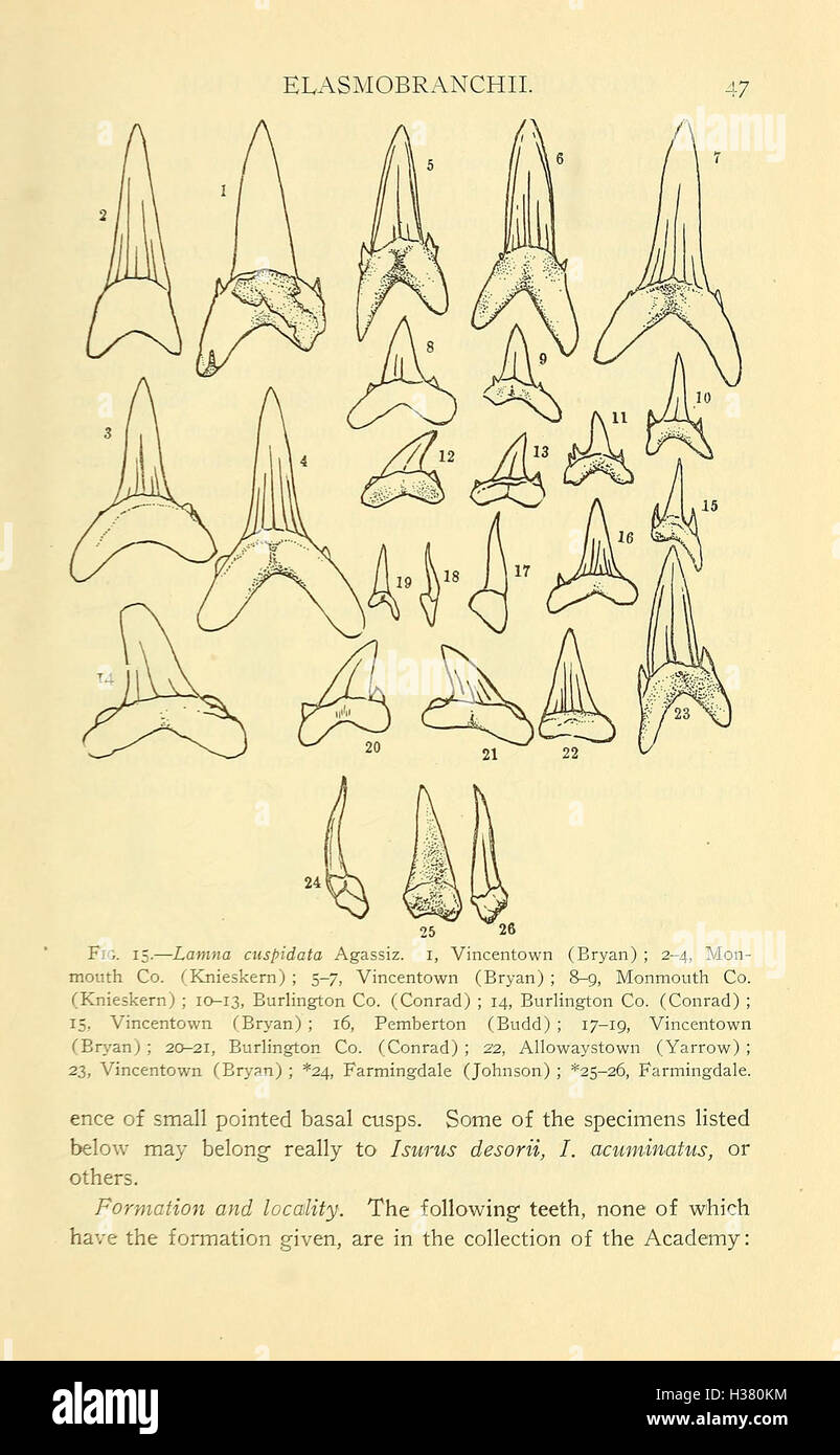 A description of the fossil fish remains of the Cretaceous, Eocene and ...