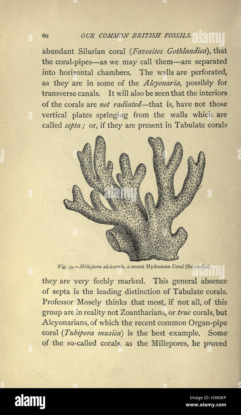 This guide provides information on the most common British fossils ...