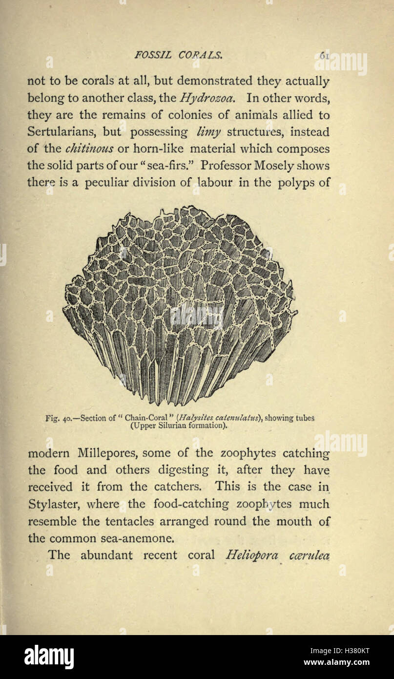 This guide provides information on common British fossils, detailing ...