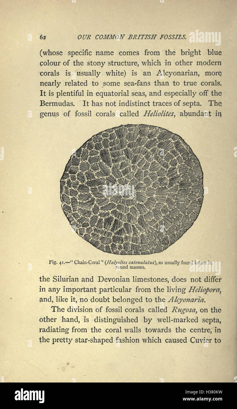 This guide provides an overview of common British fossils and detailed ...