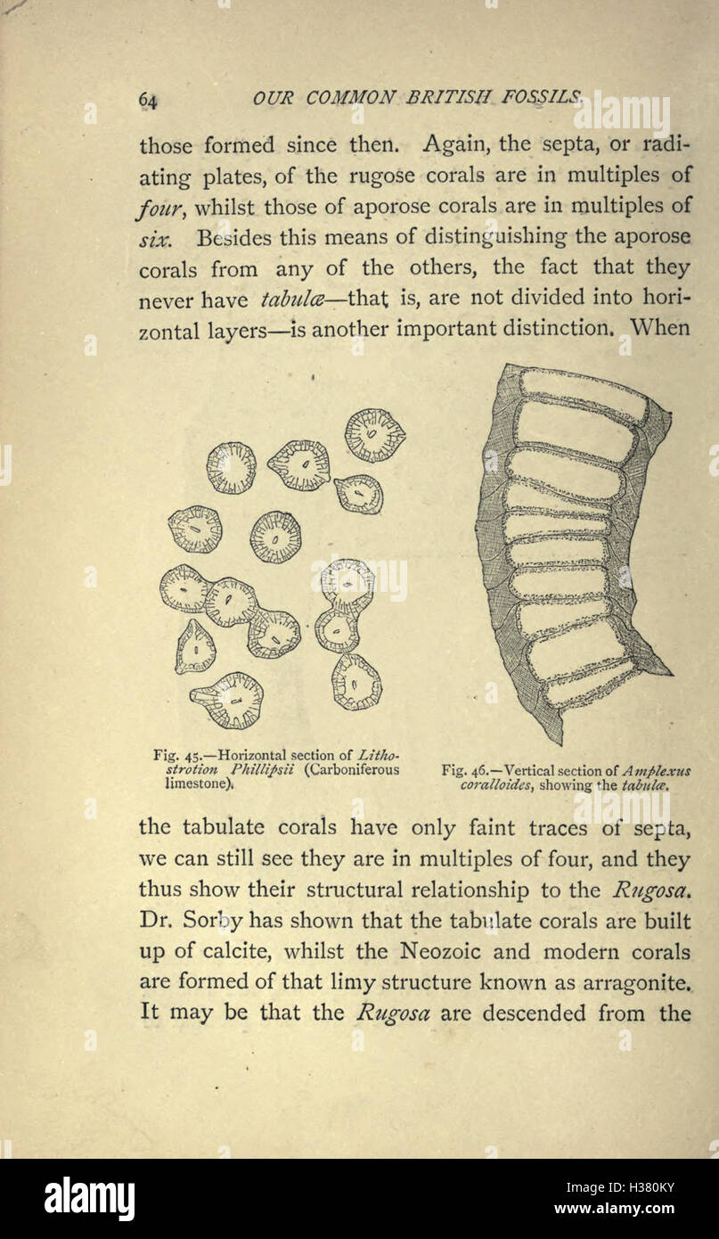 This guide provides information on common British fossils, including ...