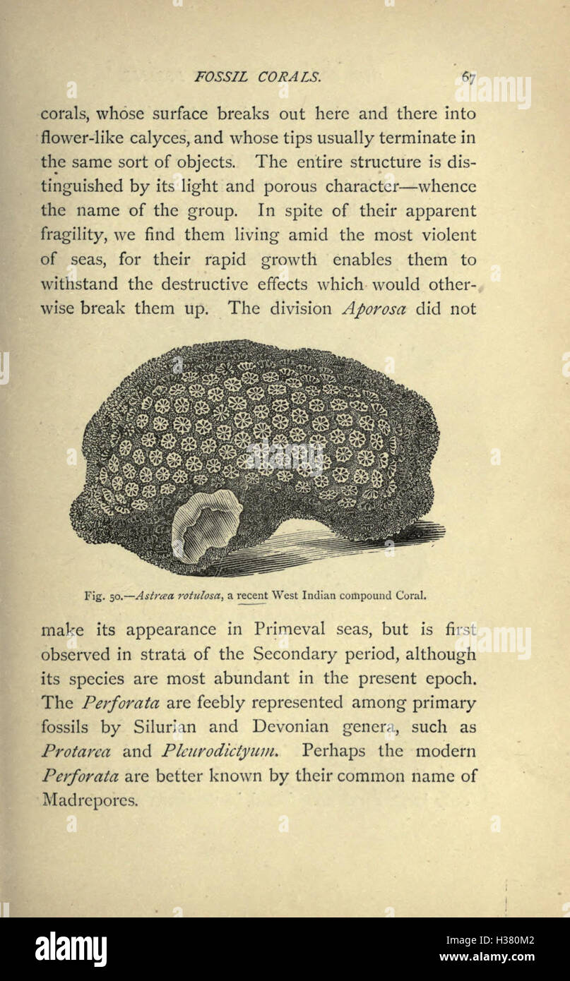 This page provides information on common British fossils, detailing ...