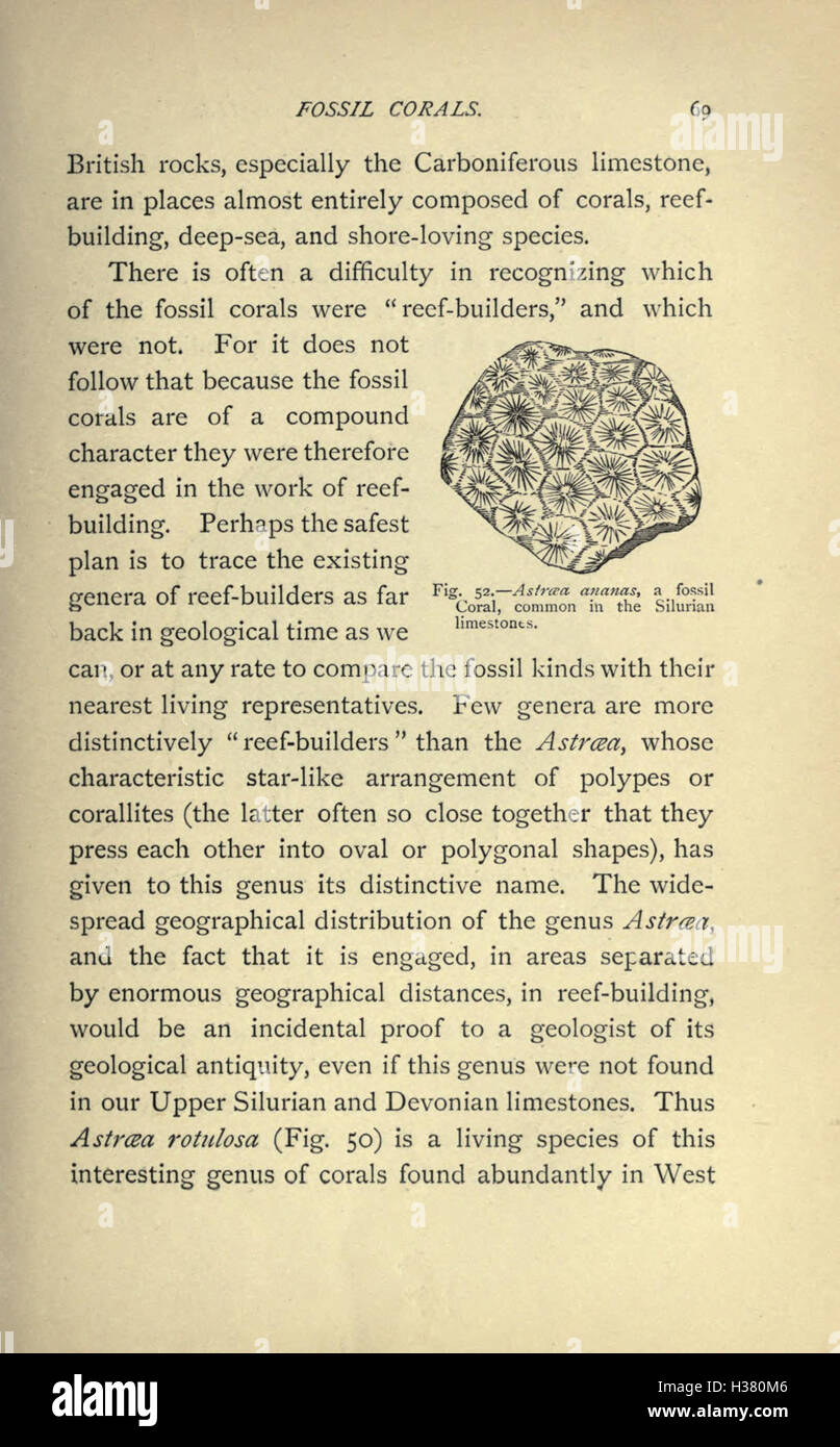 This guide provides an overview of common British fossils, including ...