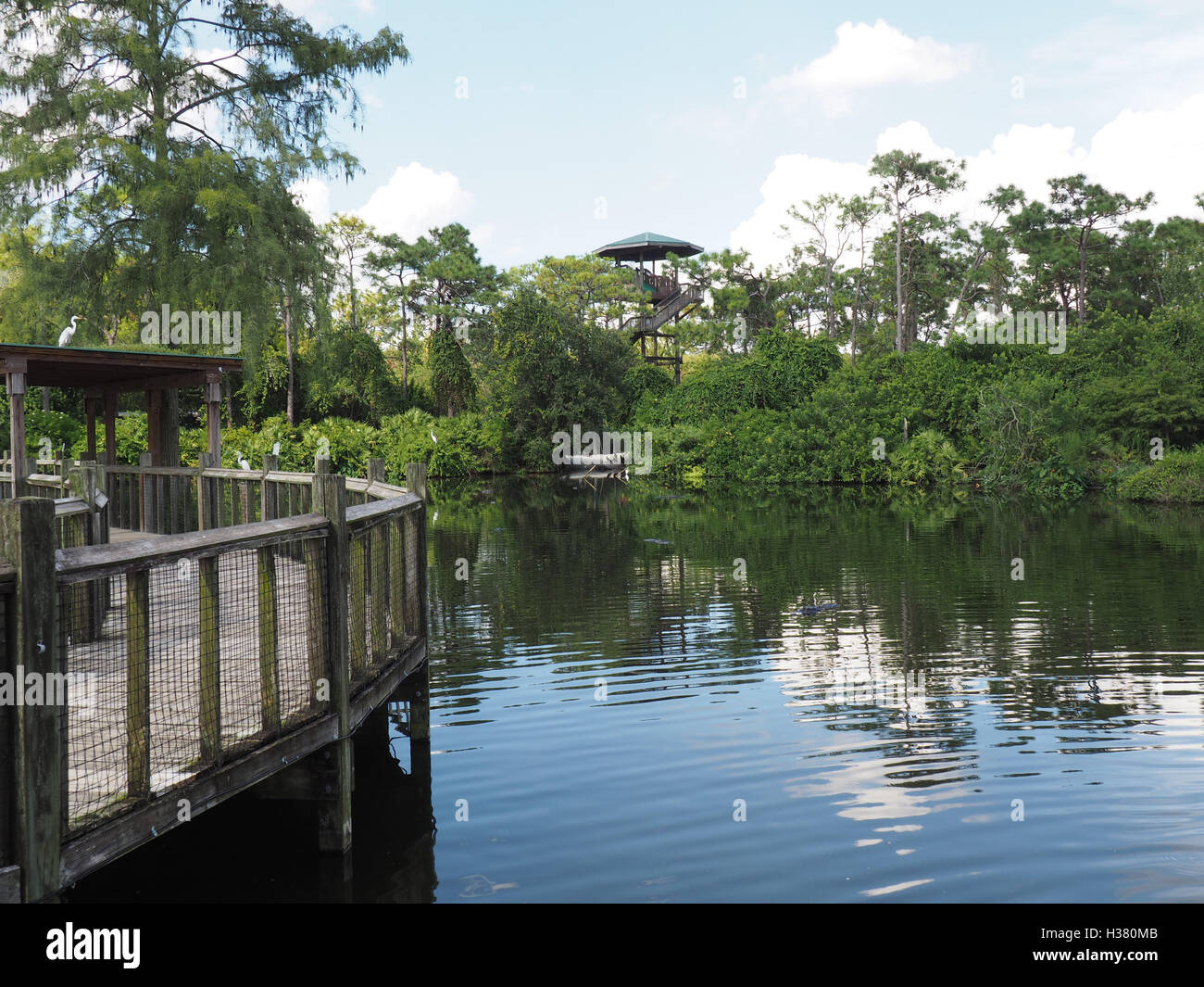 wood walkway with protective fencing near an alligator area. There are ...