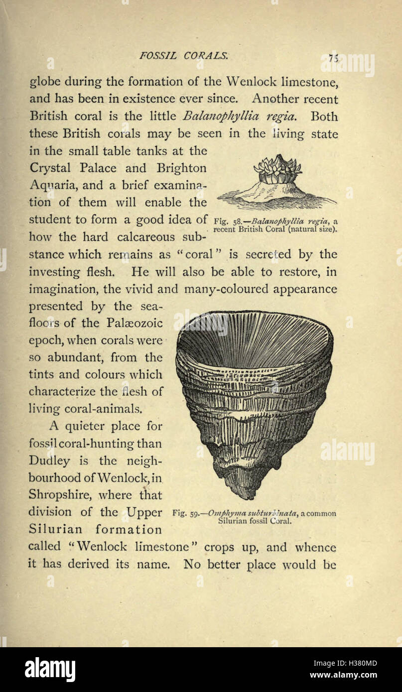 This section of the guide further elaborates on common British fossils ...