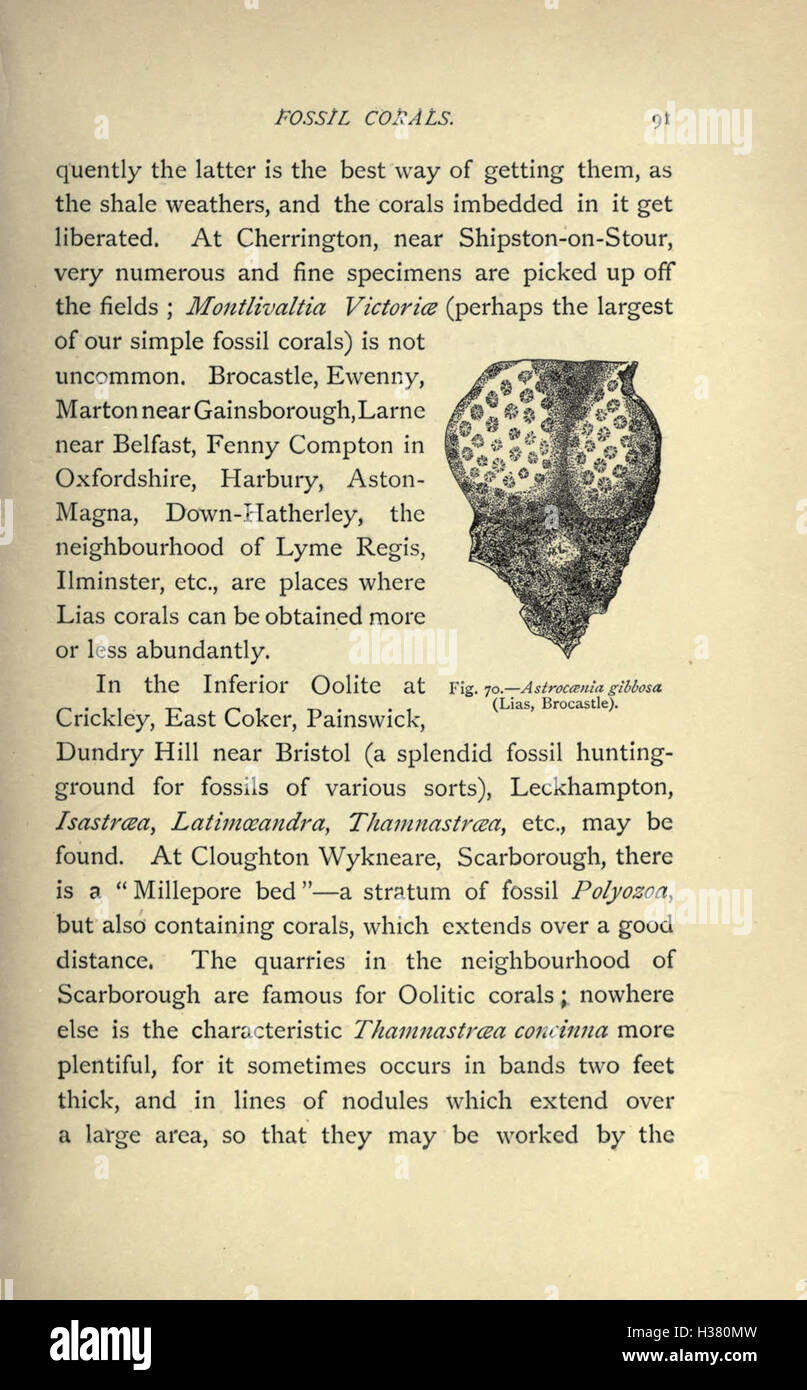 This entry provides information on common British fossils and their ...