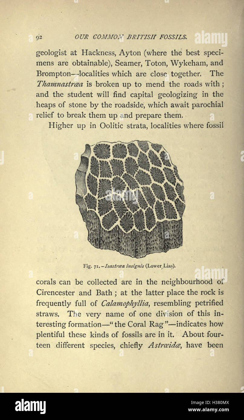 This work provides an overview of common British fossils, their ...