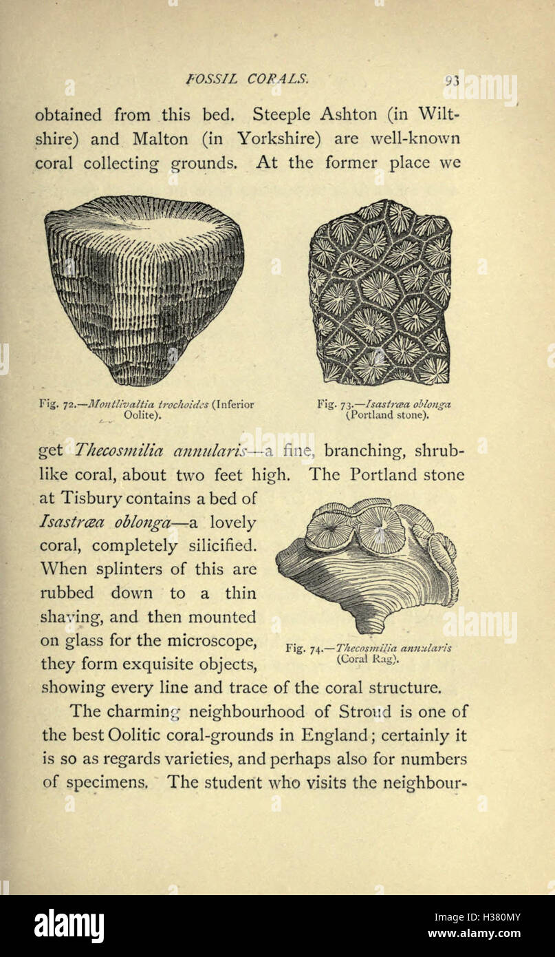 Our common British fossils and where to find them (Page 93) BHL221 ...