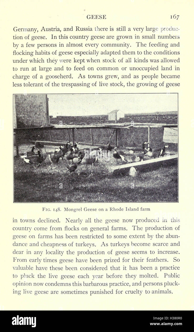 This work examines the various species of domestic birds, offering ...