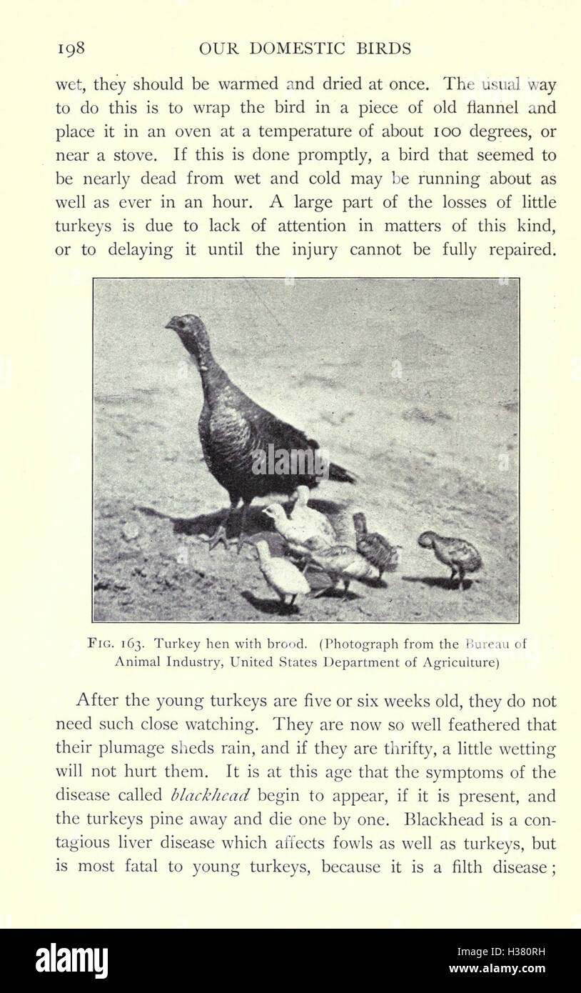 This text explores the various species of domestic birds, their care ...