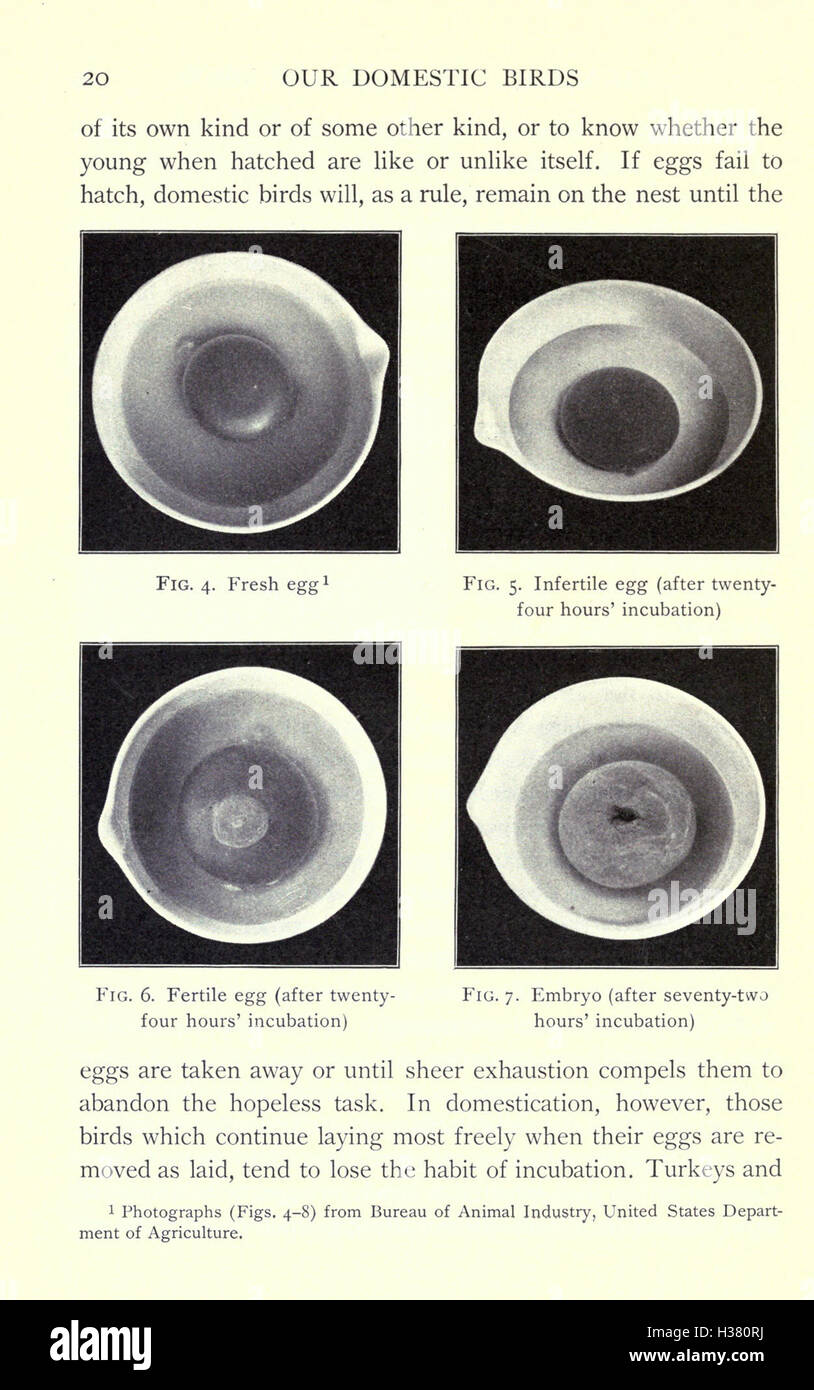 This work provides an overview of common domesticated bird species ...