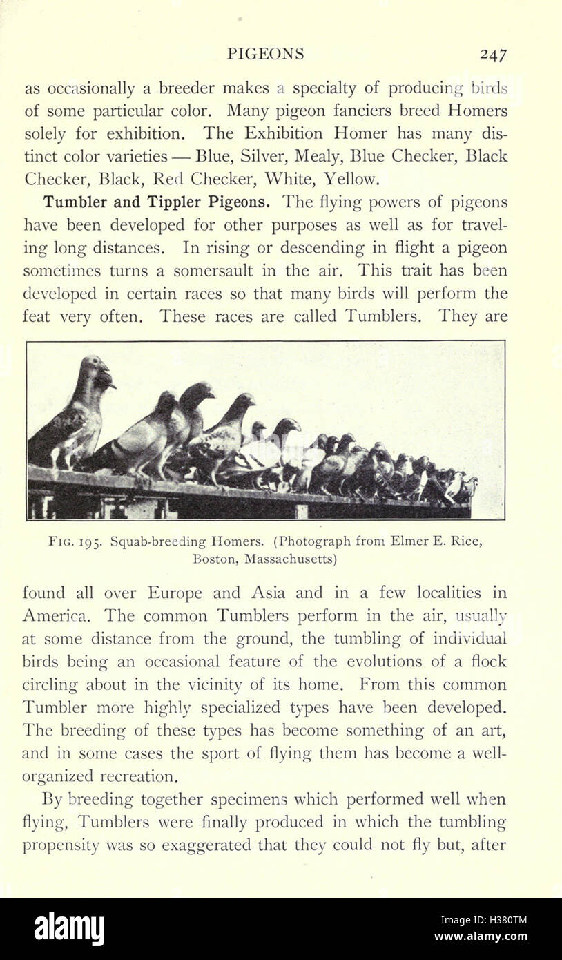 A study on domesticated bird species, covering their behavior, breeding ...