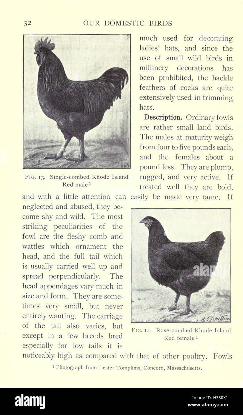 This page explores the various species of domestic birds, their care ...