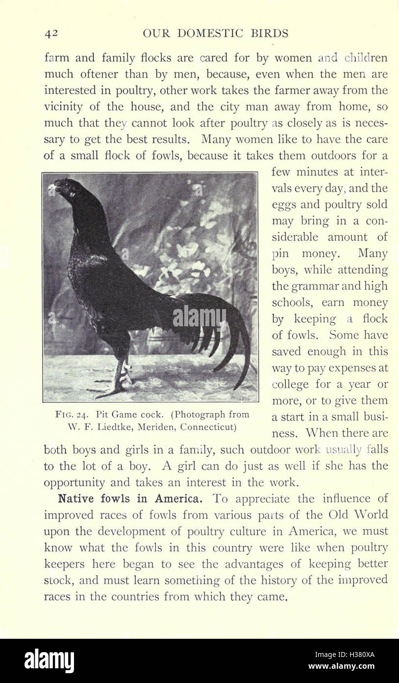 An overview of the various species of domestic birds, focusing on their ...
