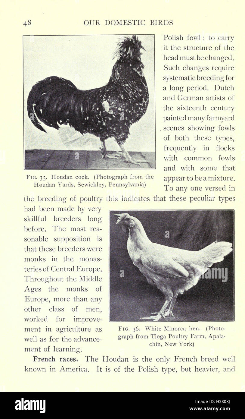 An overview of domestic birds, including their care, behavior, and role ...