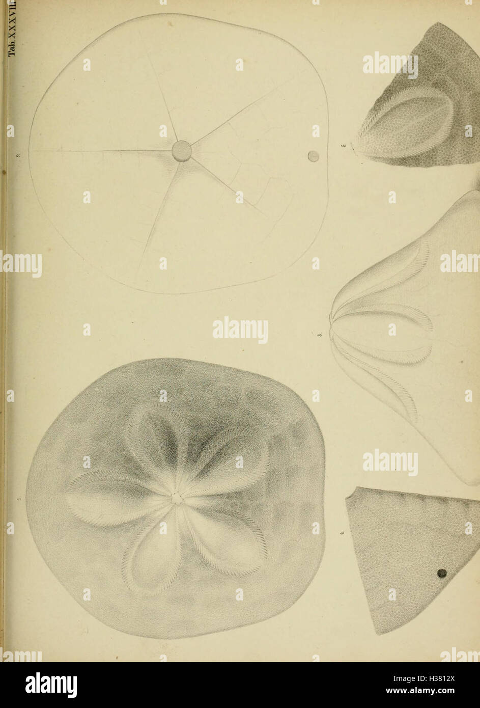 This paleontological work documents fossil findings, including detailed ...