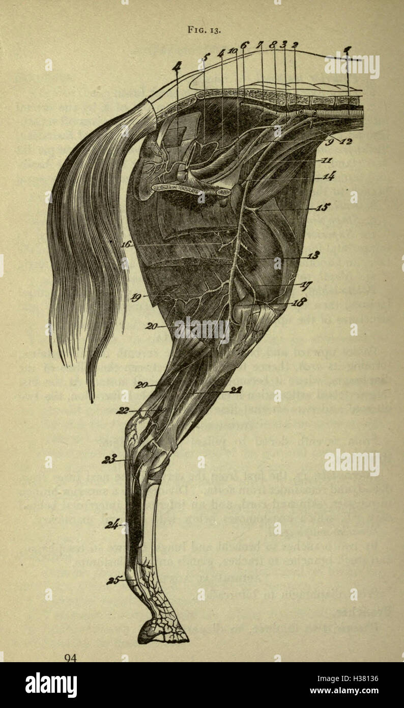 An educational resource on equine anatomy and physiology, detailing the ...