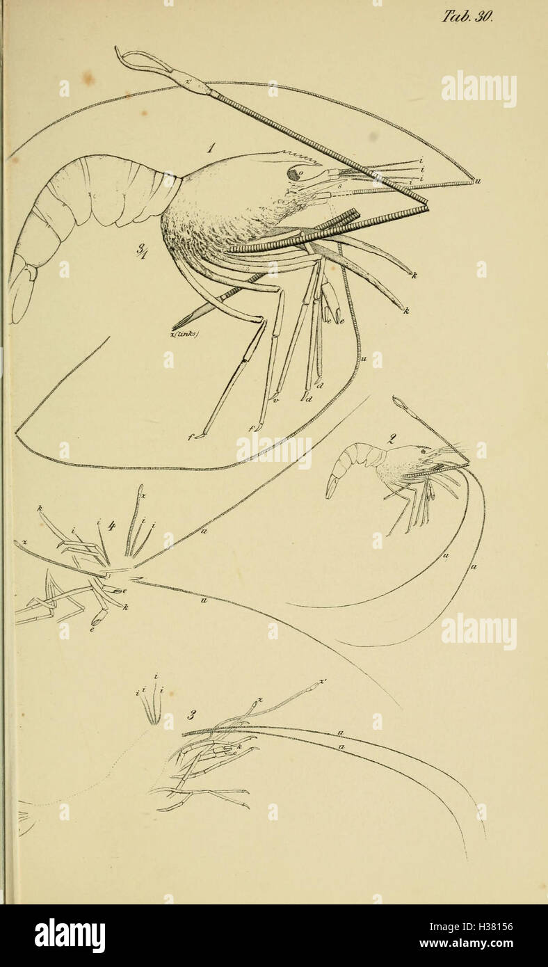 Paleontological communications from the Royal Bavarian State Museum ...