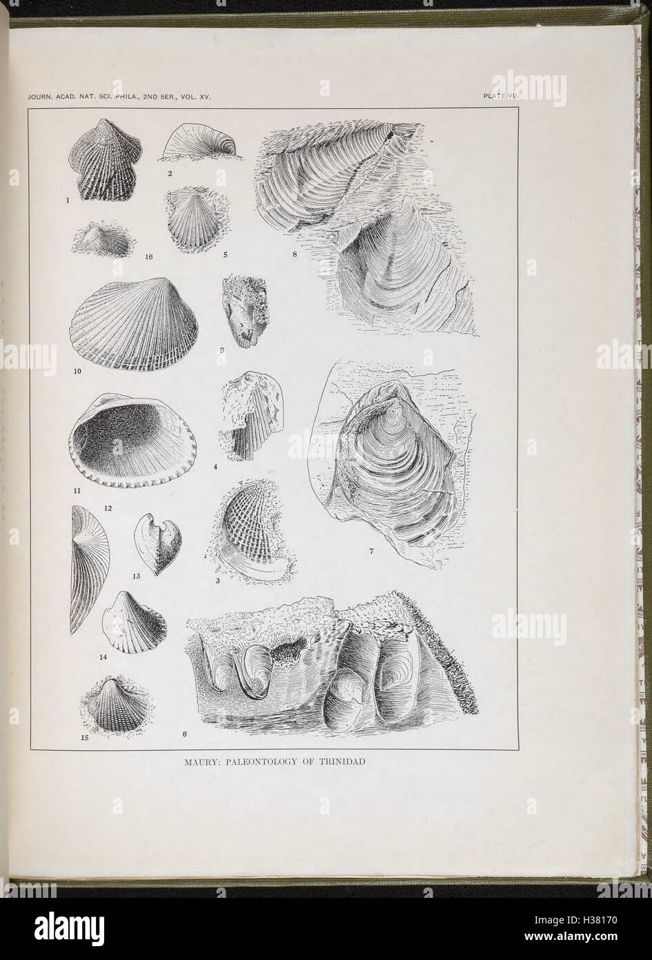 This contribution discusses the paleontological findings from Trinidad ...