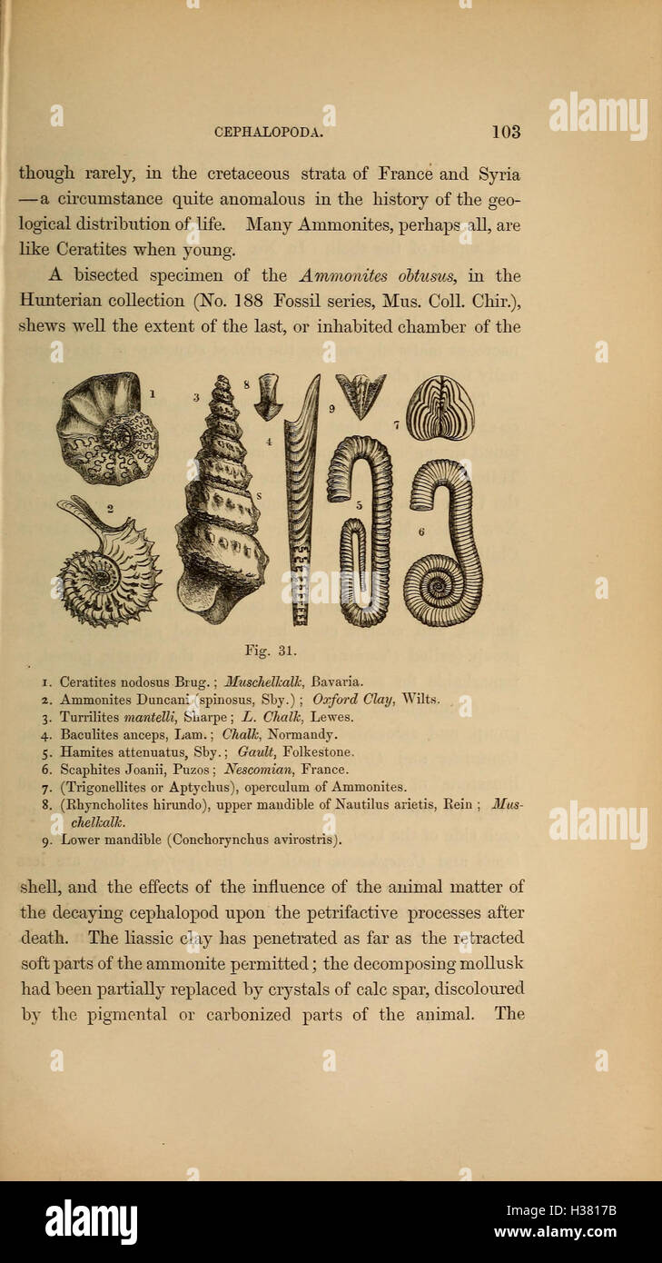 A systematic summary of extinct animals, focusing on their fossil ...