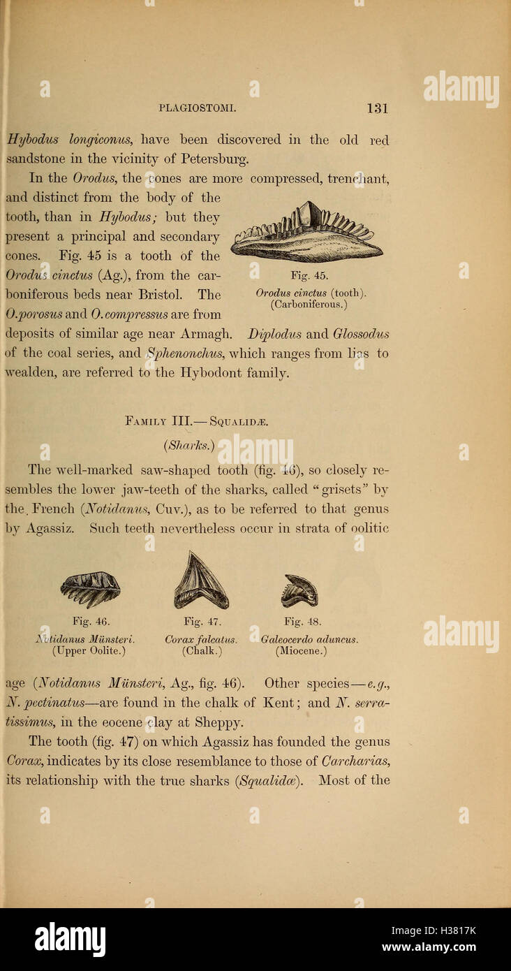 A detailed examination of extinct animal species, their classification ...
