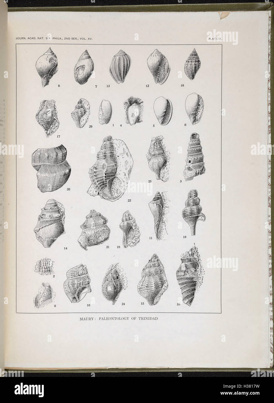 A detailed paleontological study on the fossil records of Trinidad ...
