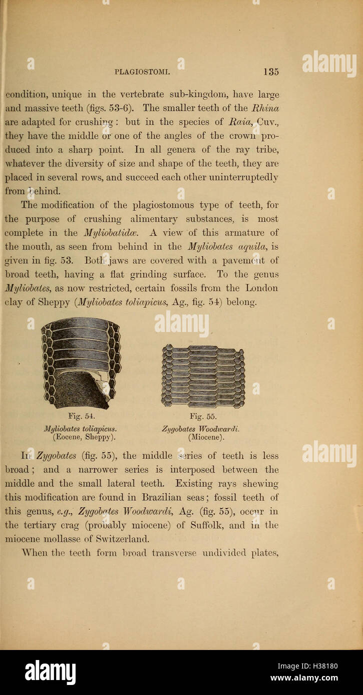 This text provides a systematic summary of extinct animals, detailing ...