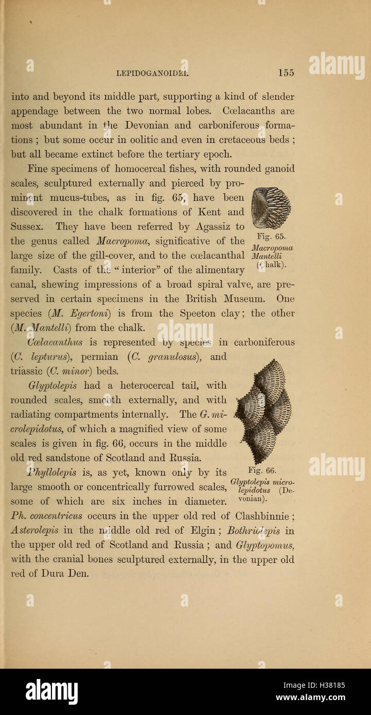 This work provides a systematic overview of extinct animals and their ...