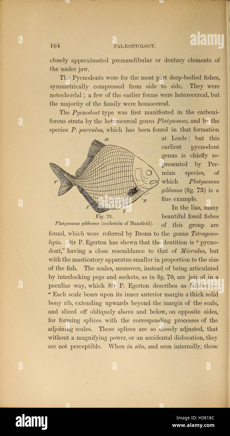 This work systematically presents extinct animals, categorizing them by ...