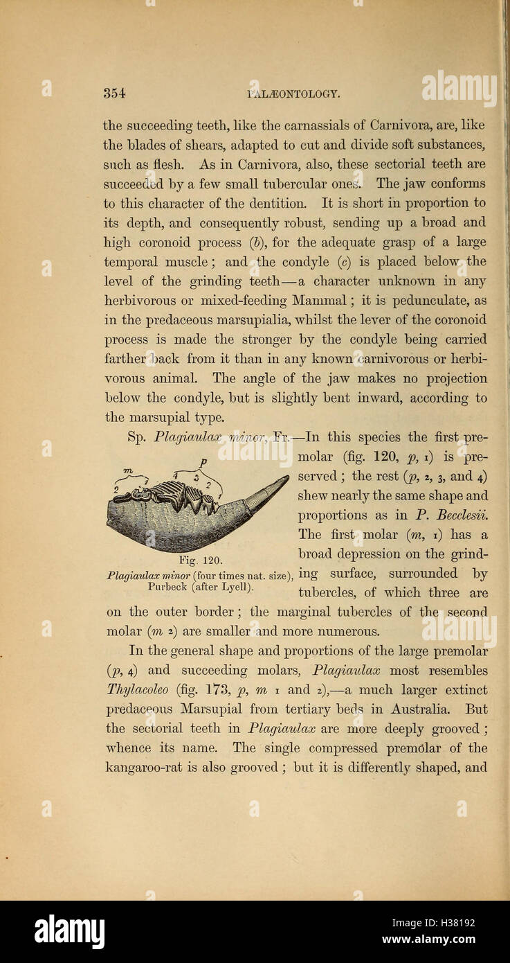 This text provides a systematic overview of extinct animals, examining ...