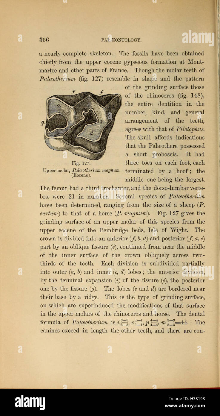 This work provides a systematic overview of extinct animal species ...