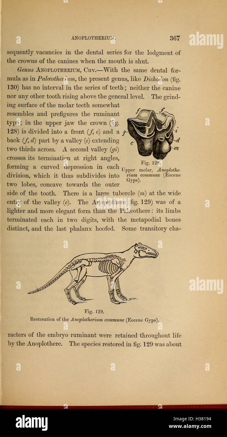 This work offers a systematic summary of extinct animals, detailing ...