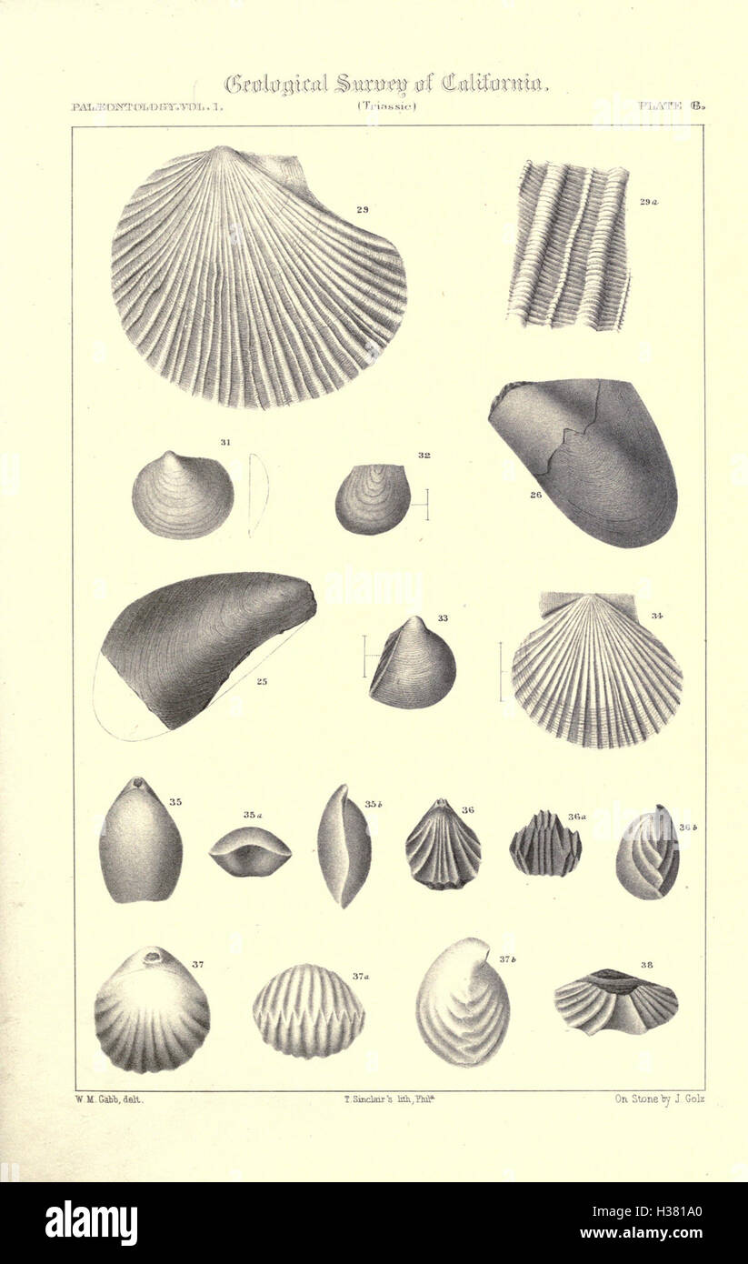 Understanding ancient life forms hi-res stock photography and images ...