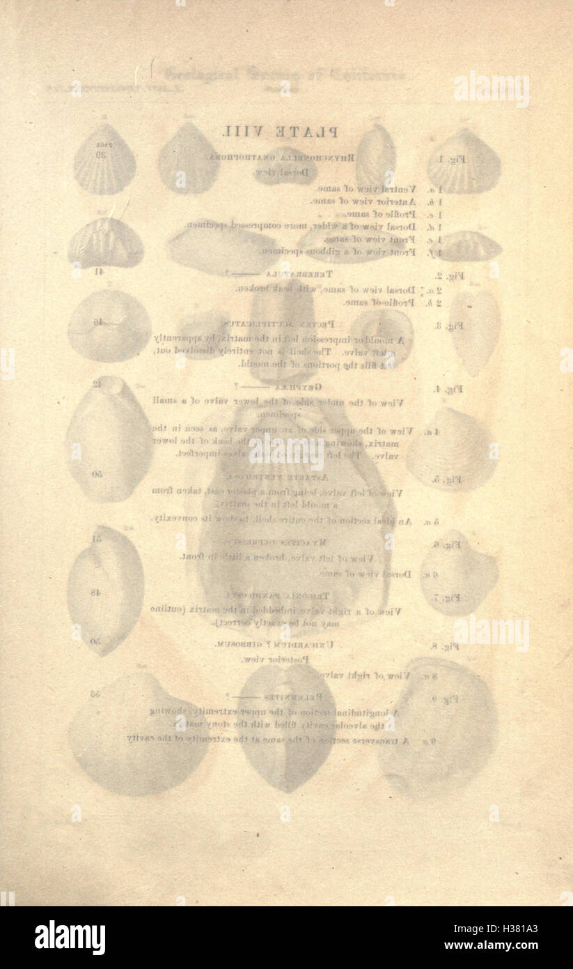 An overview of paleontology, the study of ancient life through fossils ...