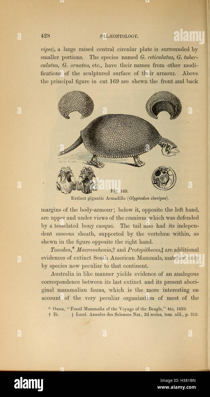 This work provides an overview of extinct animals and their relations ...