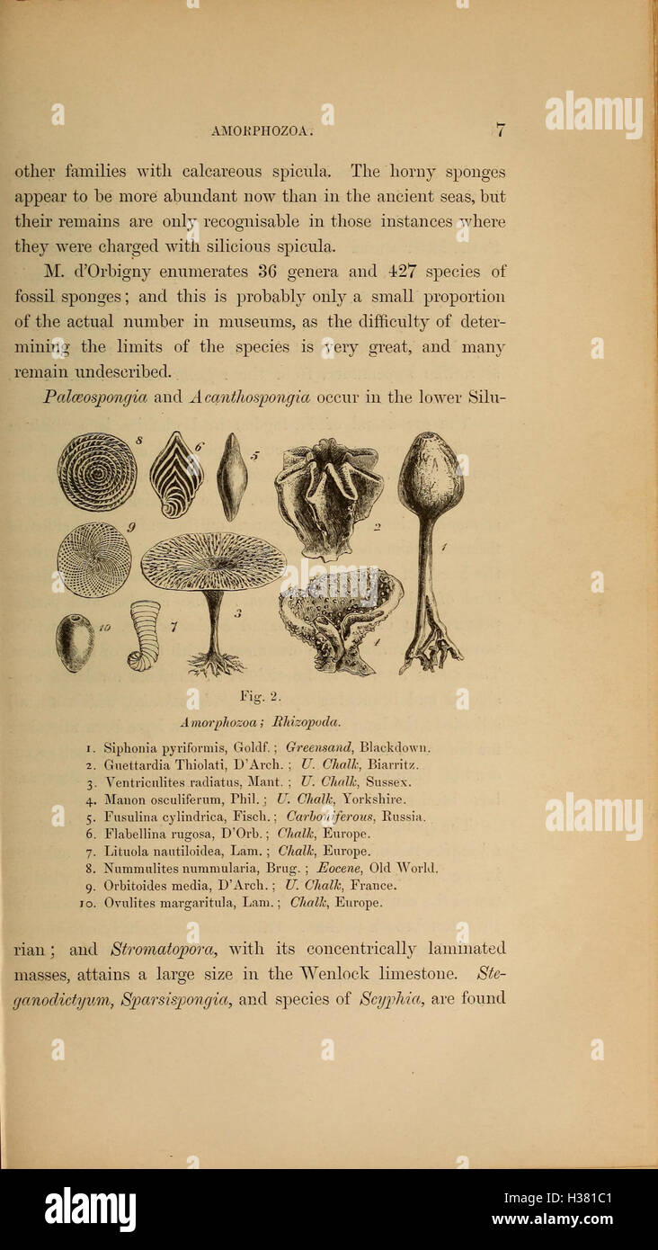 This text provides a systematic summary of extinct animals, focusing on ...