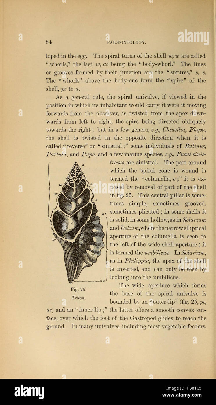 This work provides a comprehensive overview of extinct animals and ...