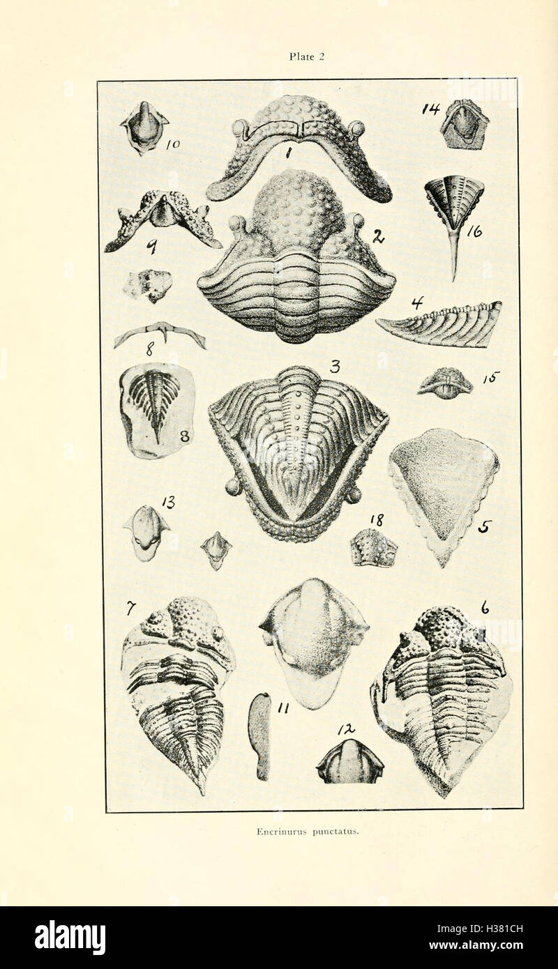 Palaeozoic hi-res stock photography and images - Alamy