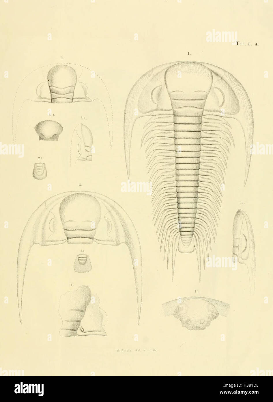 This plate from 'Paleontologia Scandinavica' presents important fossil ...