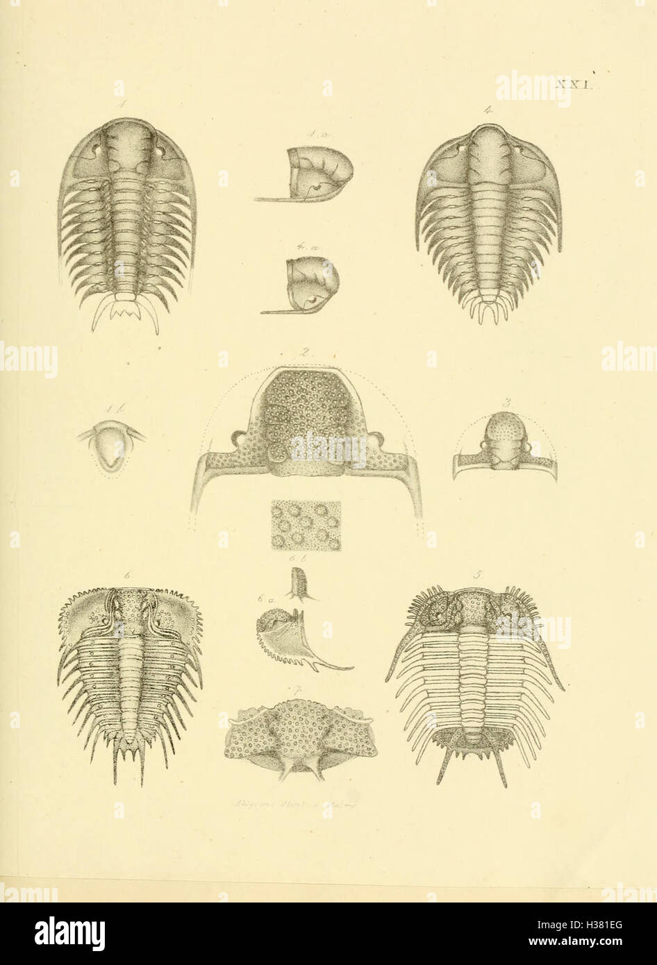 This plate from Paleontologia Scandinavica displays fossilized ...