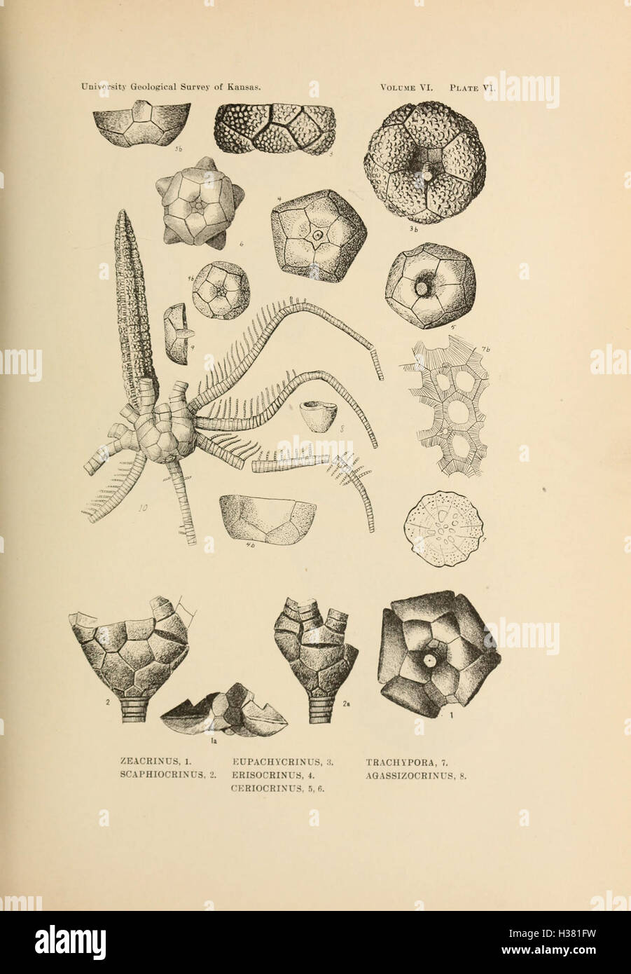 This text provides an overview of paleontology, including the study of ...